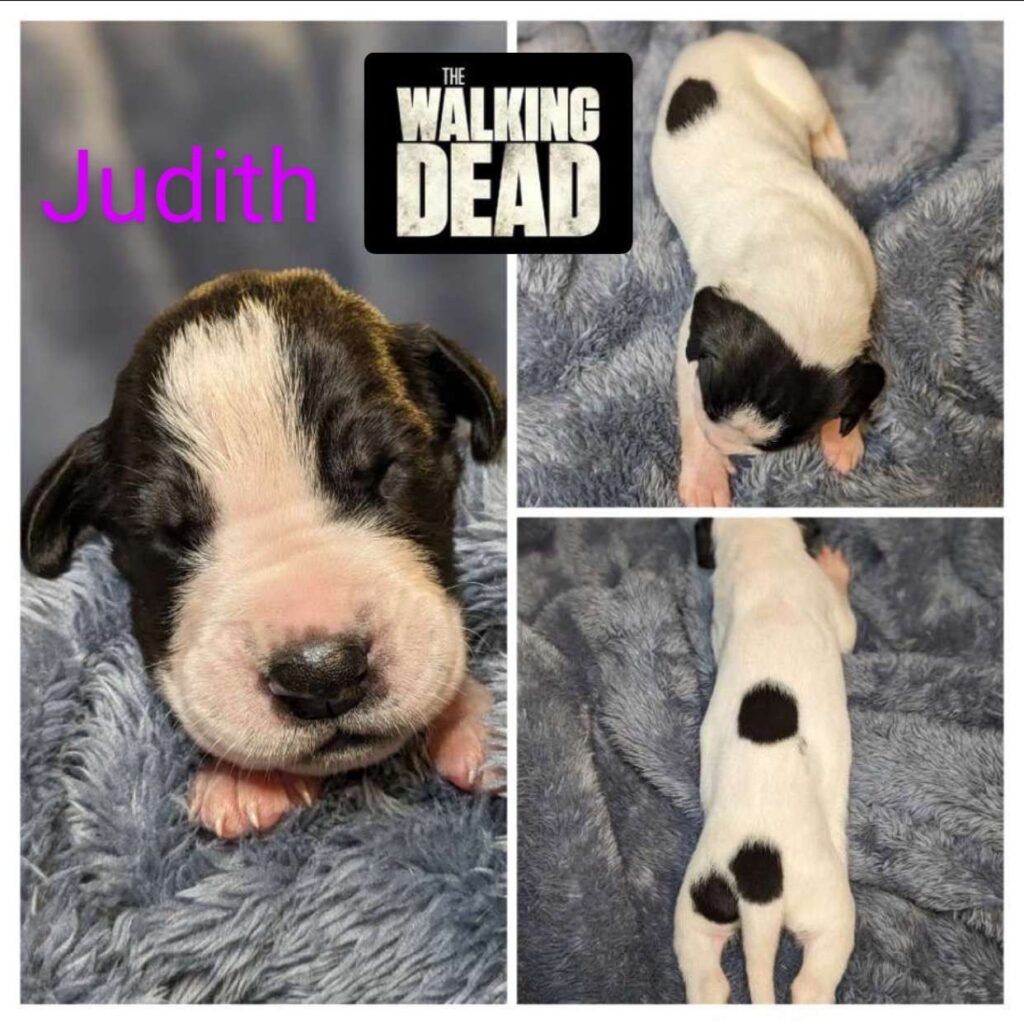 Puppy Life at the Farm – Happy Danes Farm